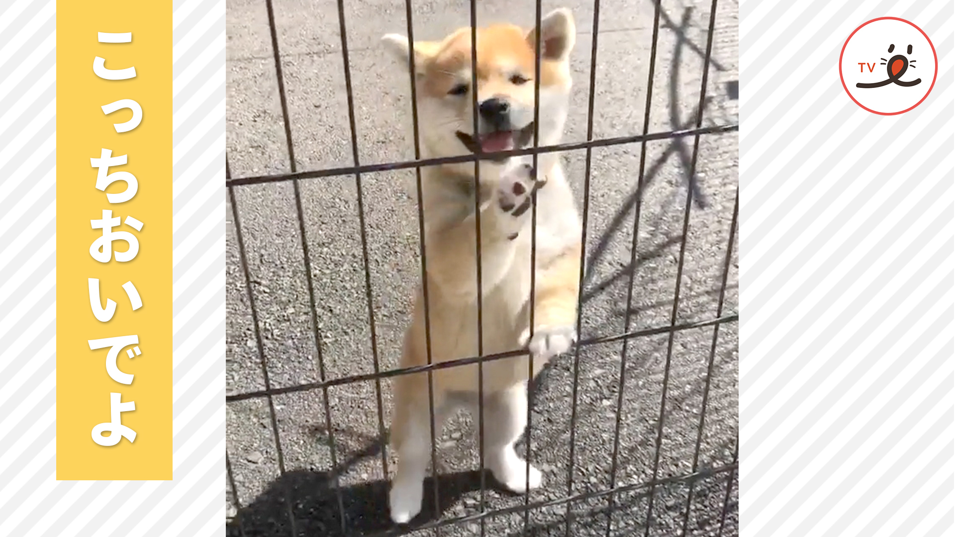 「こっちおいでよ‼︎」ぴょんぴょんしながら誘ってくるワンコが可愛い🕺 | PECO（ペコ）