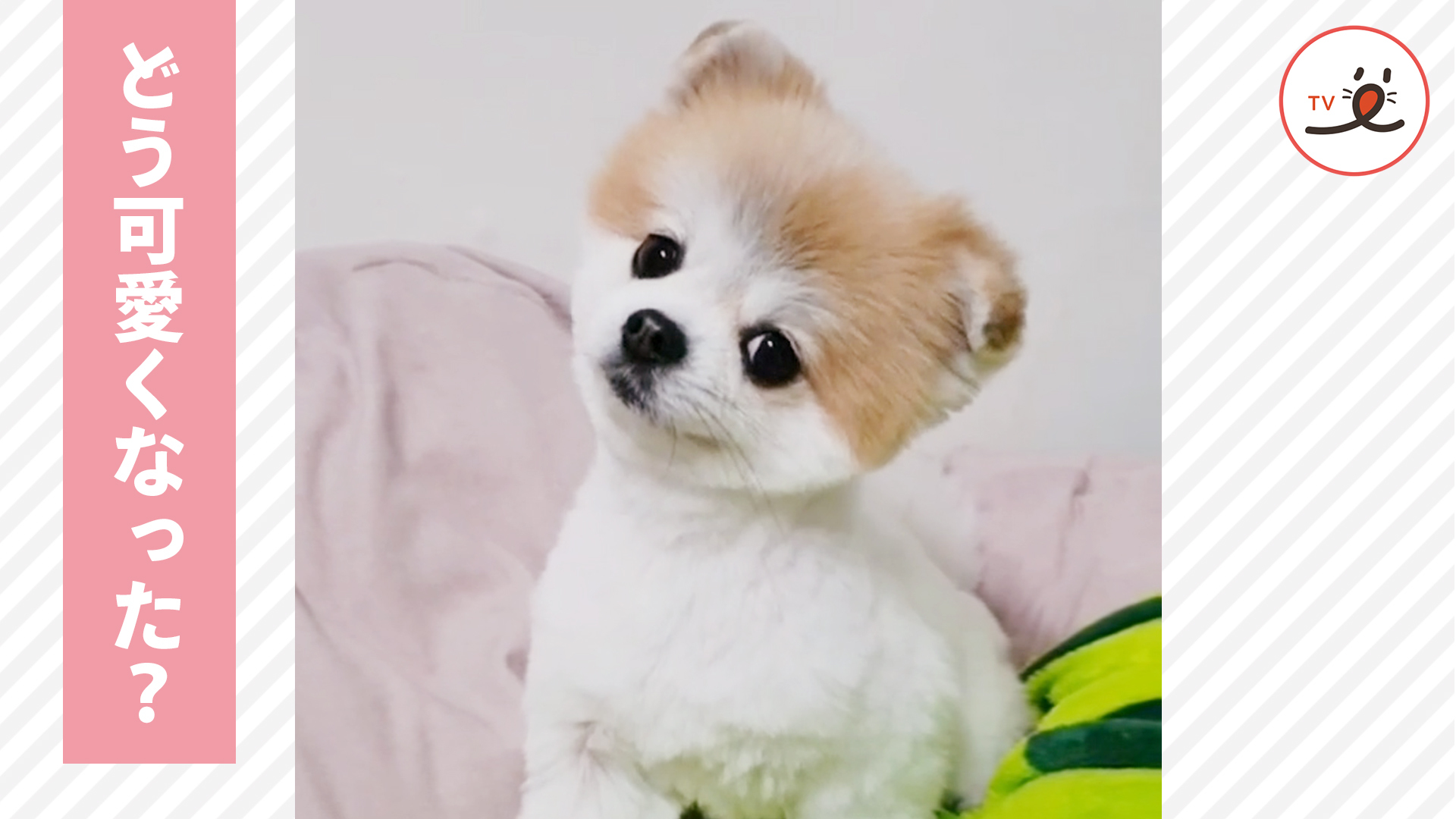 トリミングをしたばかりのワンコ🐶 首を傾げながら見つめてくる😍💖 | PECO（ペコ）