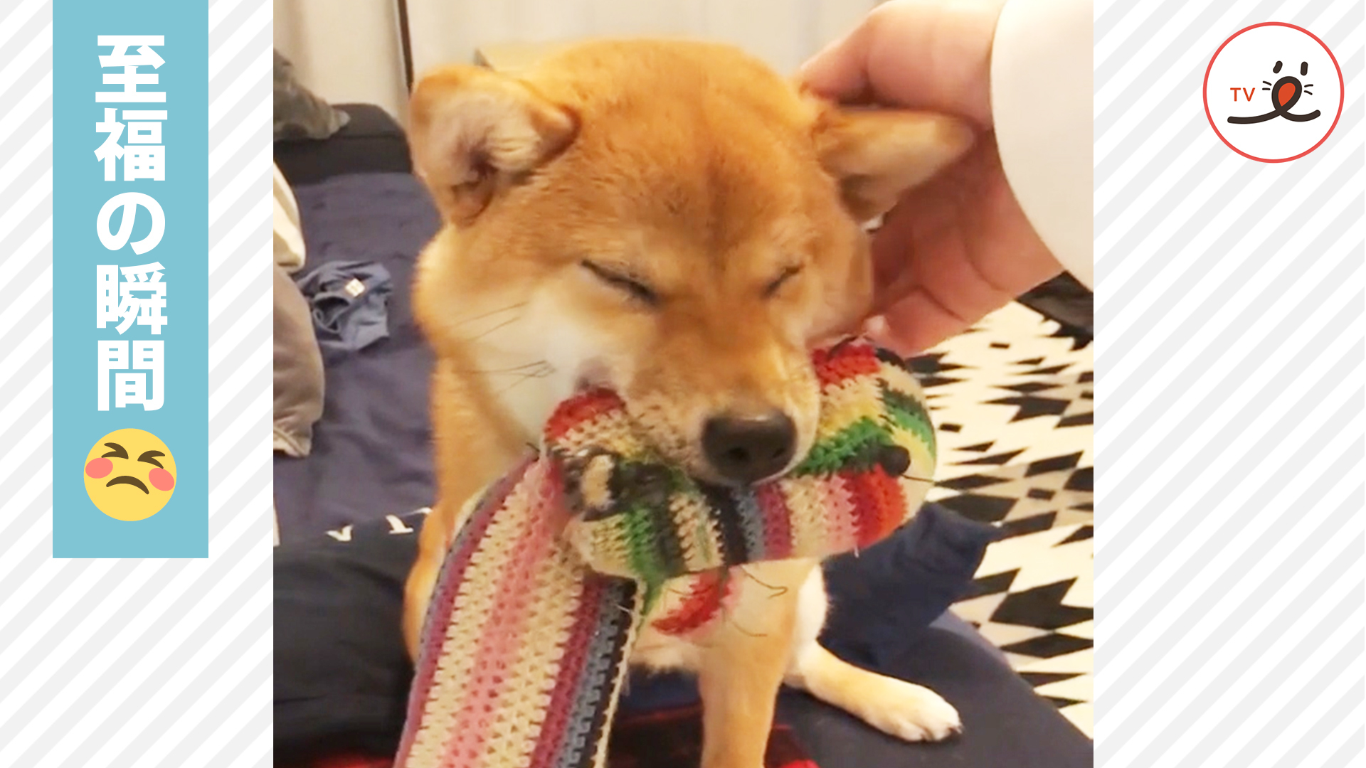 もっとなでなでして〜😊 ワンコの催促ちょいちょい | PECO（ペコ）