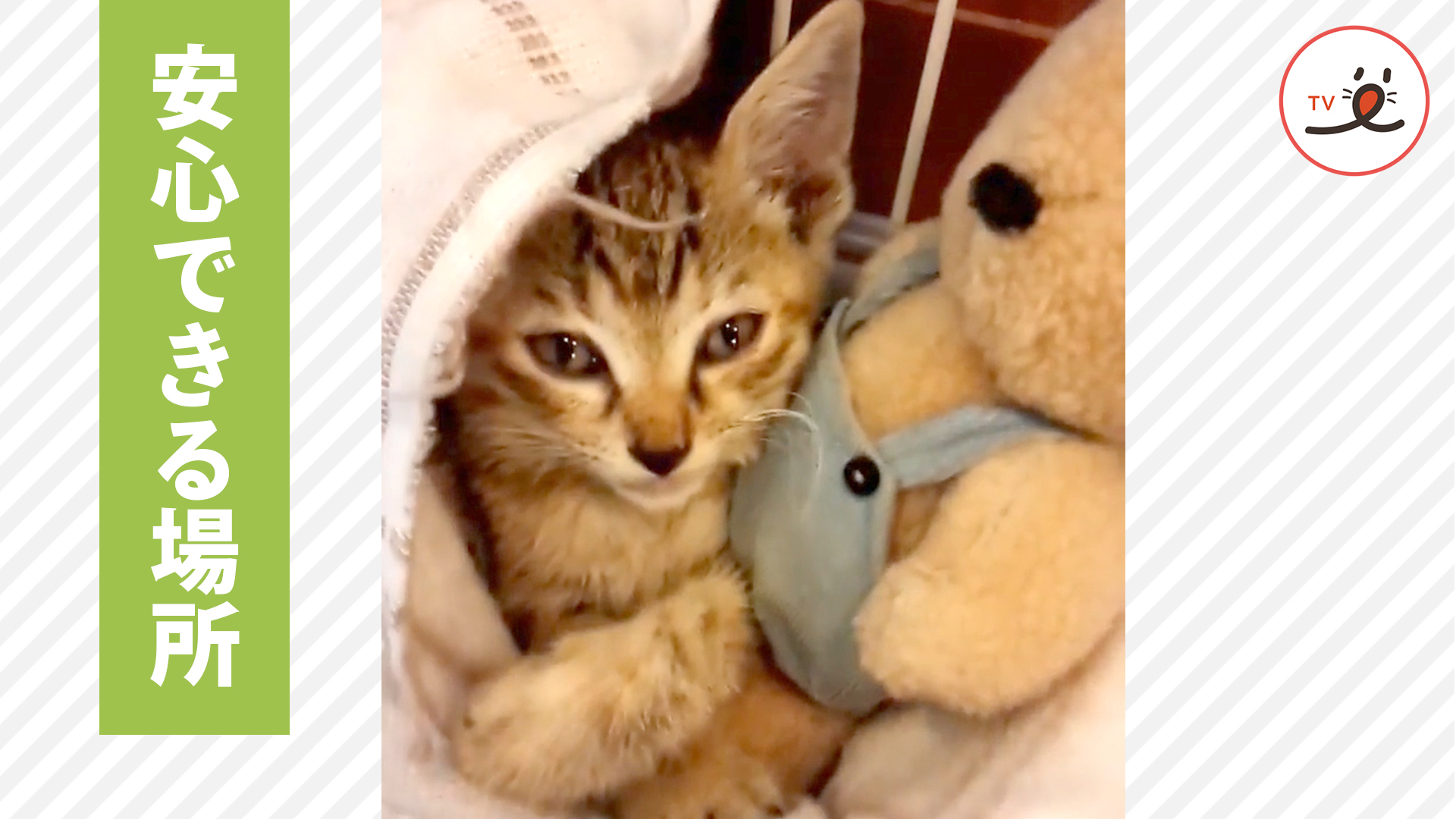 「ここポカポカしてて気持ちいいニャ♪」安心した表情の保護猫🌟 | PECO（ペコ）