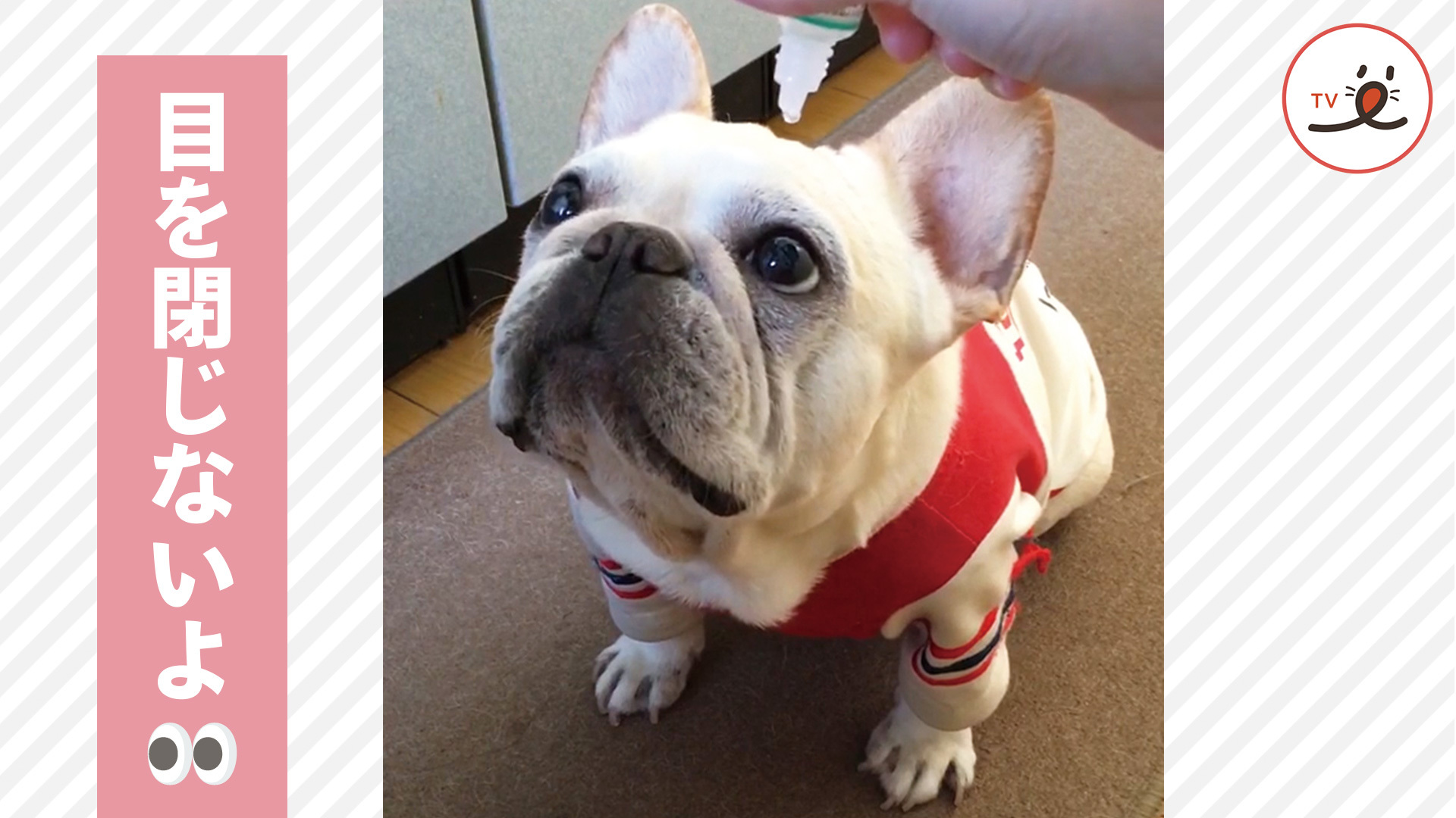 スマートに目薬をさすフレンチブルドッグ | PECO（ペコ）