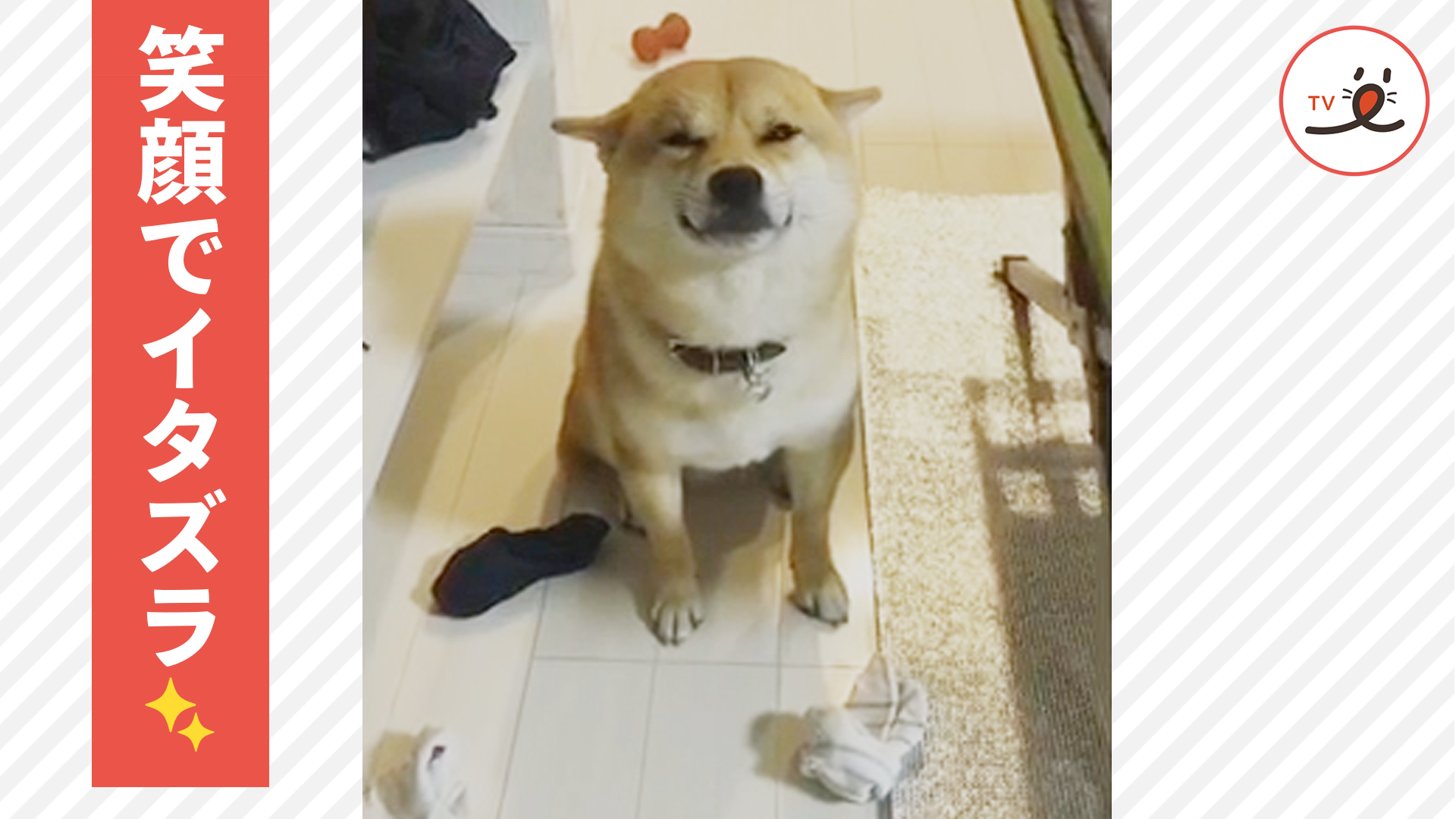 イタズラ成功！ ワンコが達成感に満ちた表情で見つめてくる…… | PECO（ペコ）