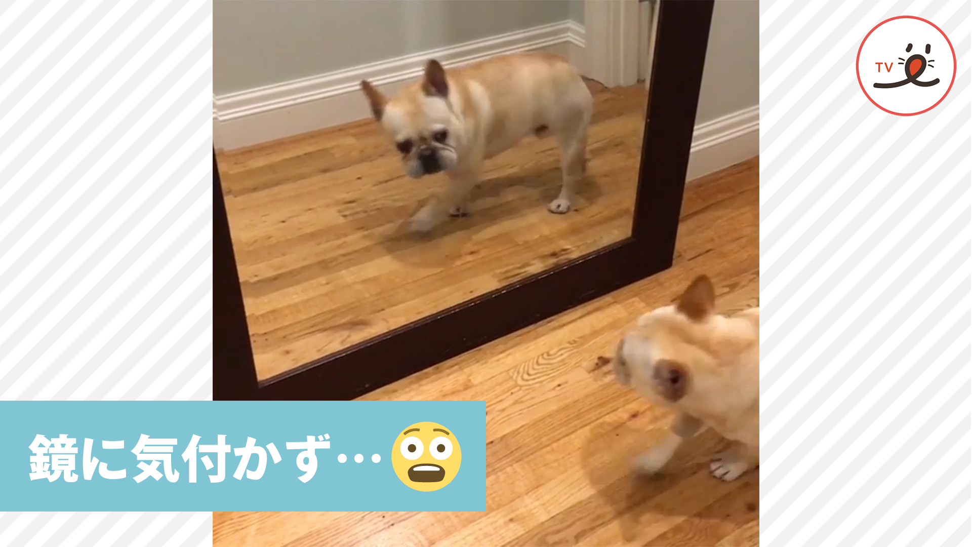 フレンチブルドッグくん、鏡に気付かず…😲 | PECO（ペコ）
