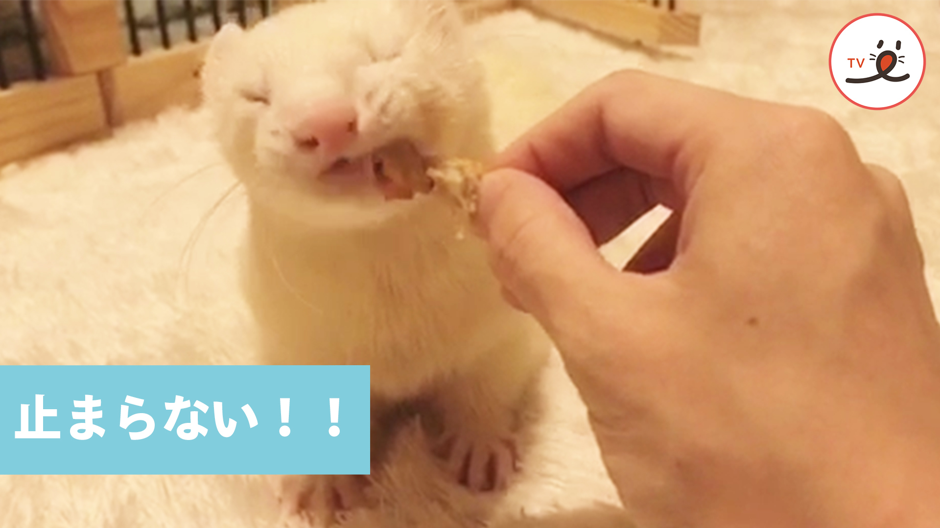 ずっとモグモグしてしまうフェレットさん | PECO（ペコ）