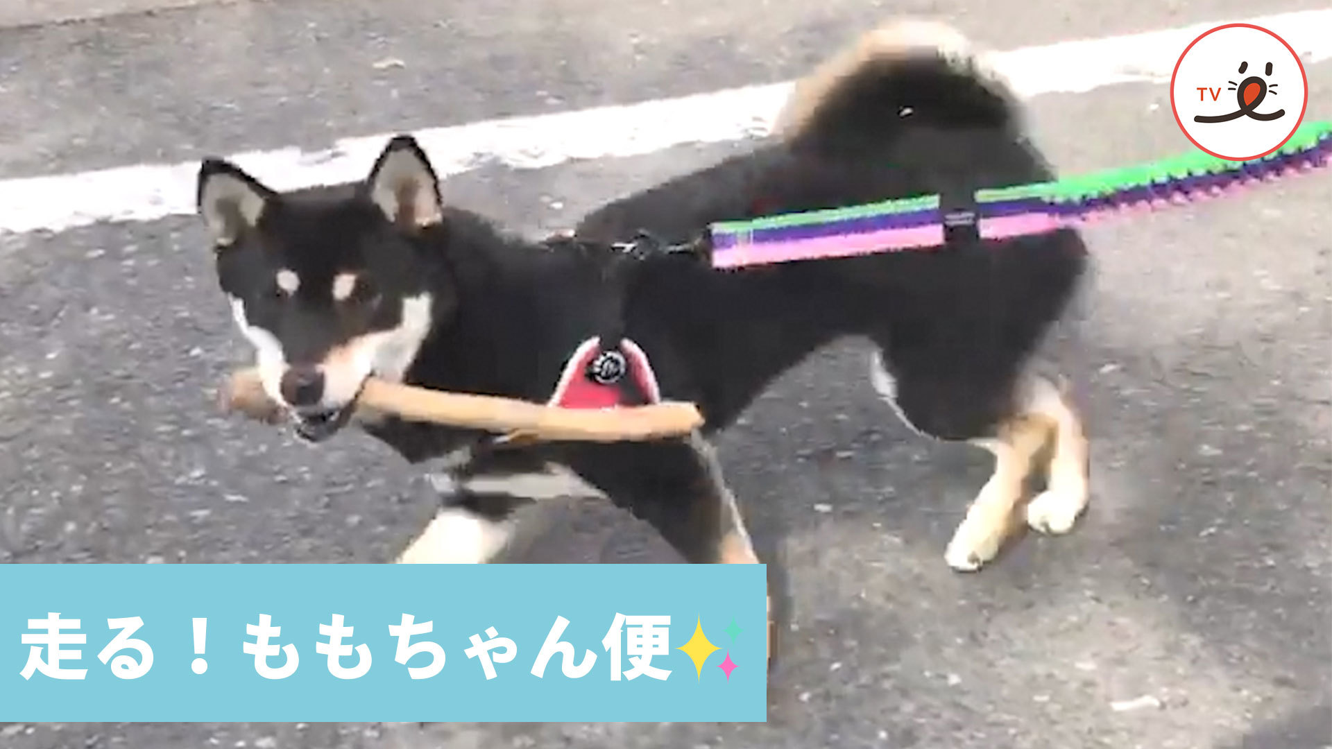 柴犬・ももちゃん便。何を運んでいる！？ | PECO（ペコ）
