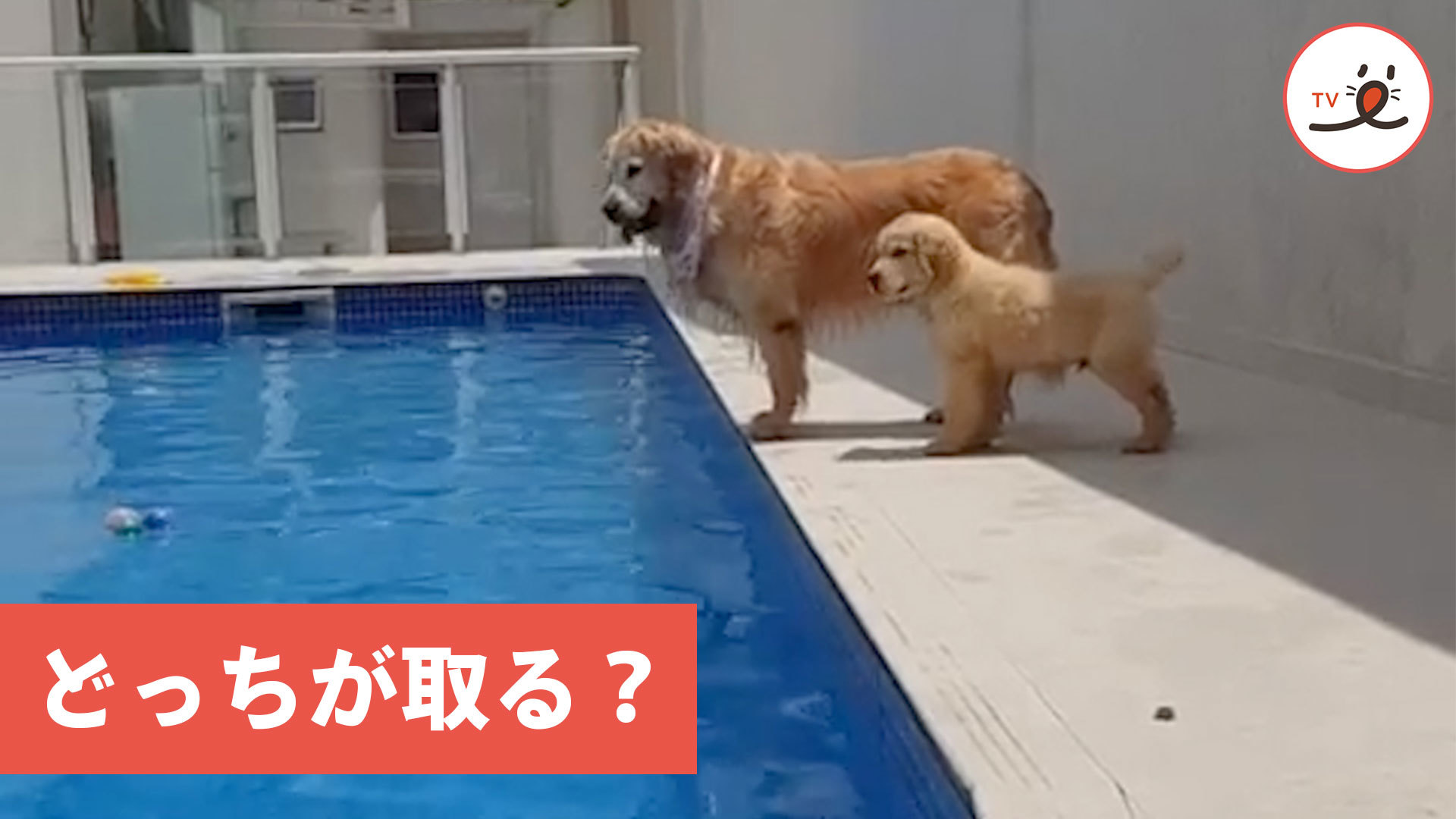プールに落ちたオモチャを見つめる、ゴールデンたち🎾 どっちが取りに行く…？ | PECO（ペコ）