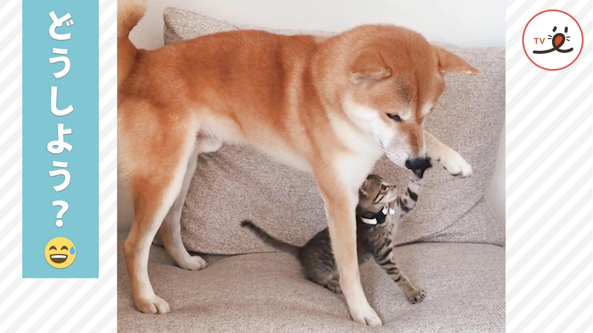 子猫の遊んでアピールに兄柴の反応は！？ | PECO（ペコ）