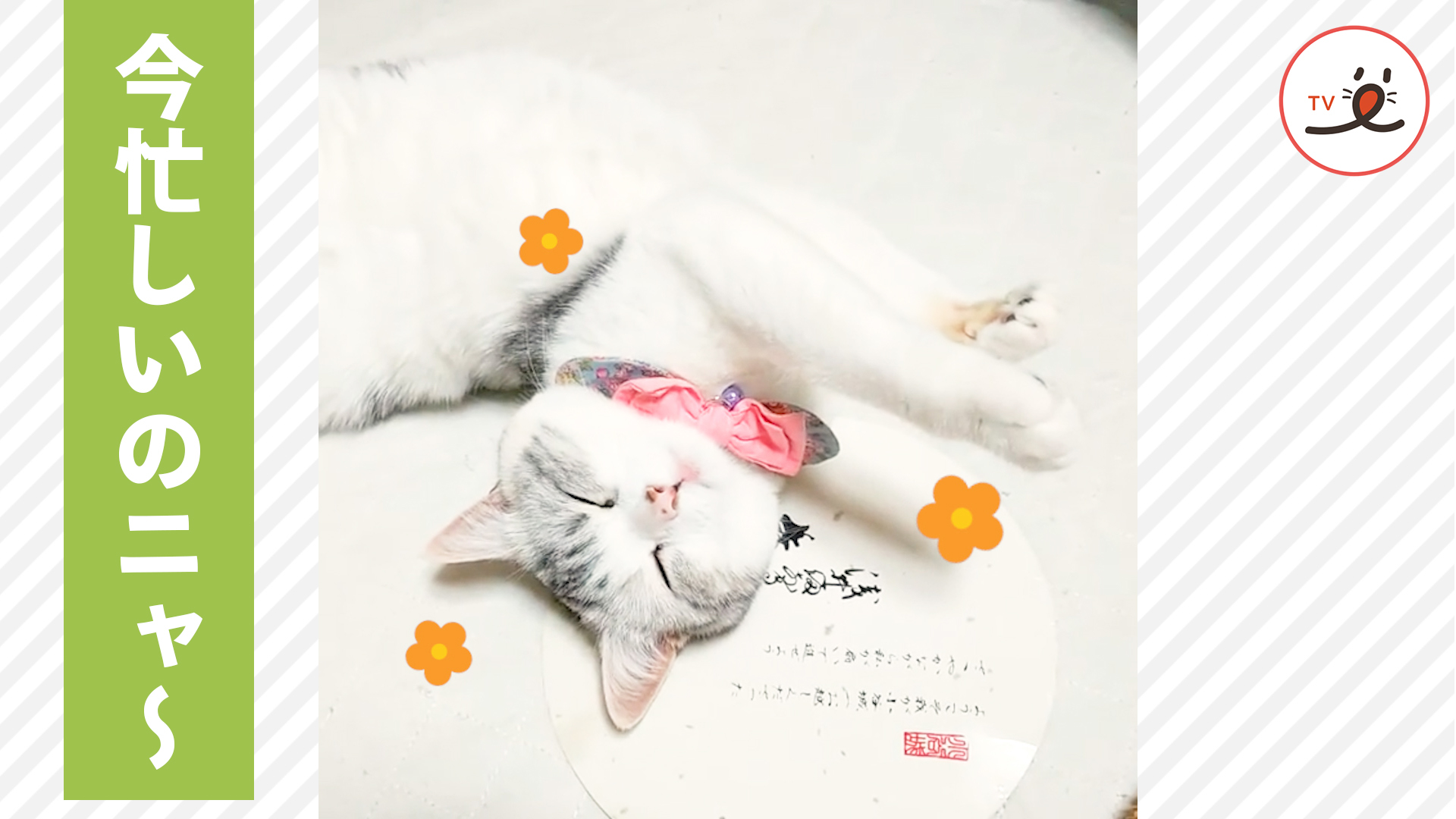 ニャンコって意外に忙しい！？ | PECO（ペコ）