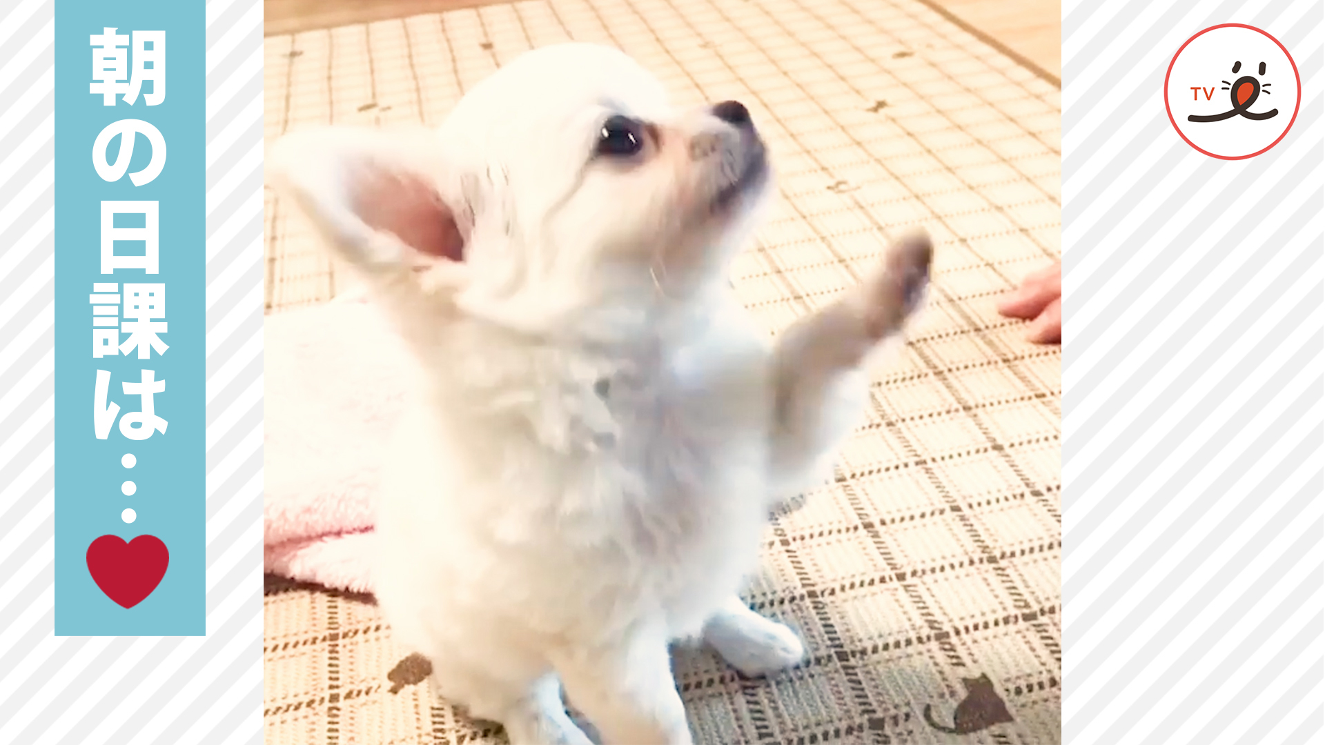 「パパ、おはよう💕」布団から抜け出し、大好きなパパにご挨拶 ️ | PECO（ペコ）