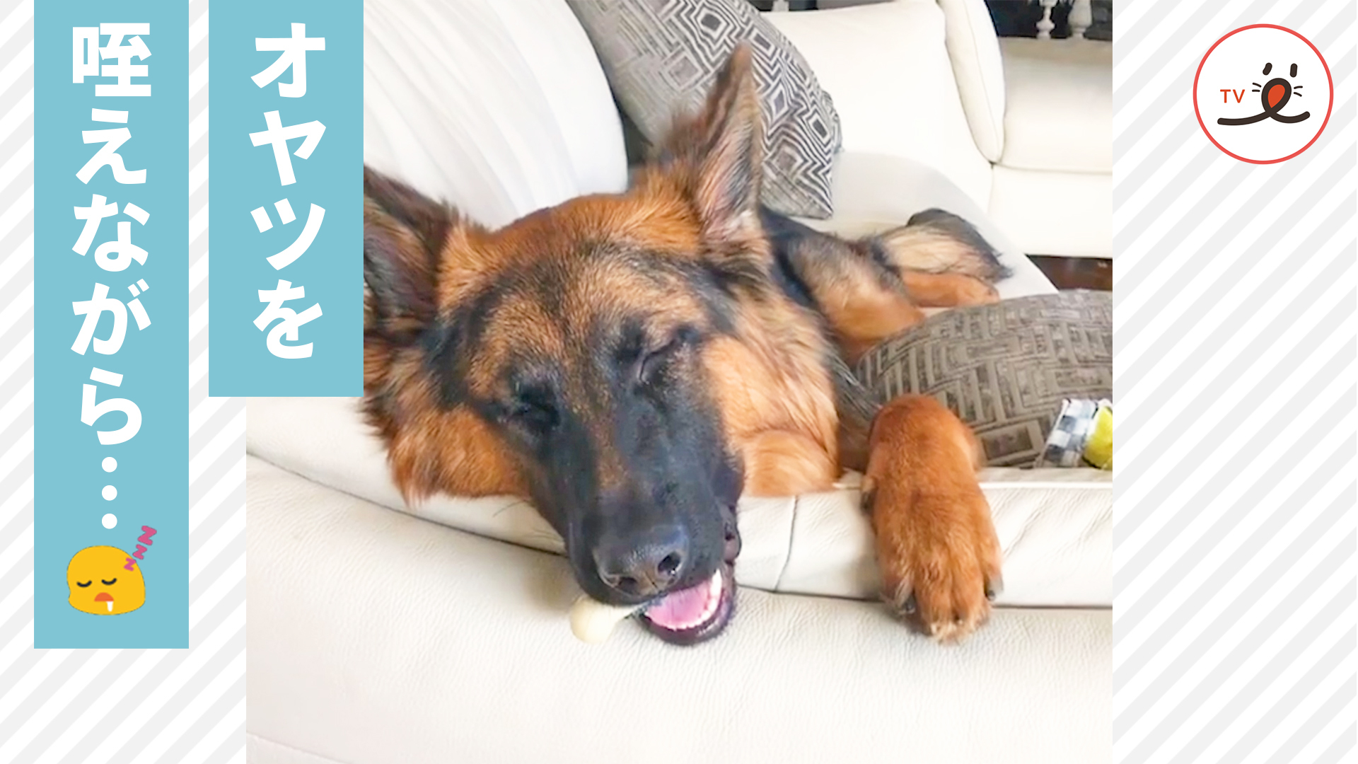 眠りながらもオヤツを死守するワンコ！ | PECO（ペコ）